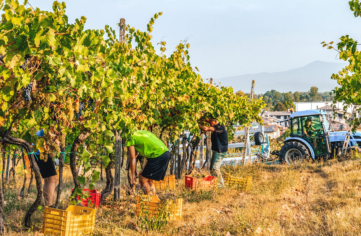 Tenuta La Vigna - Dalla vigna al tuo calice | TRAVINO